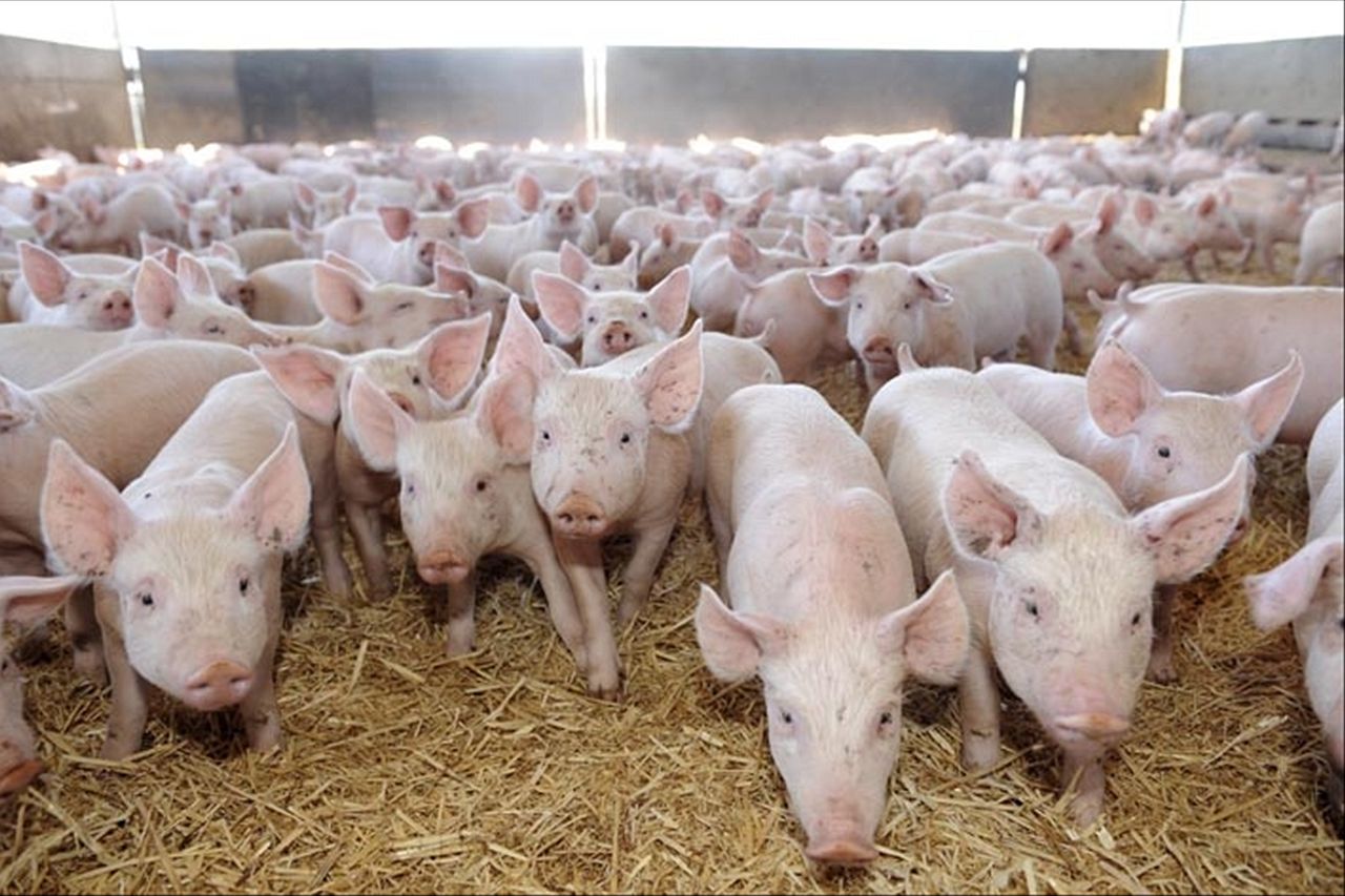 WA Pork Producers say no cruelty in WA abattoirs - ABC News