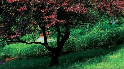 Prunus - Gardening Australia