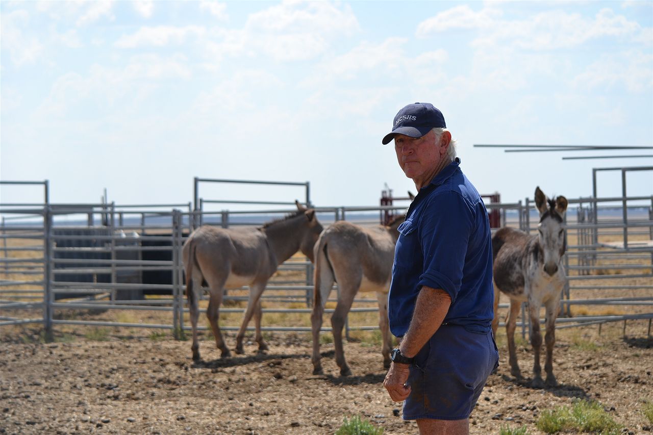 Donkeys settle in to guard sheep - ABC News