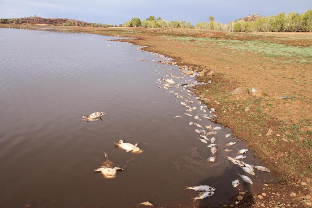 Authorities investigate fish kill in Chinaman Creek Dam in outback Qld ...