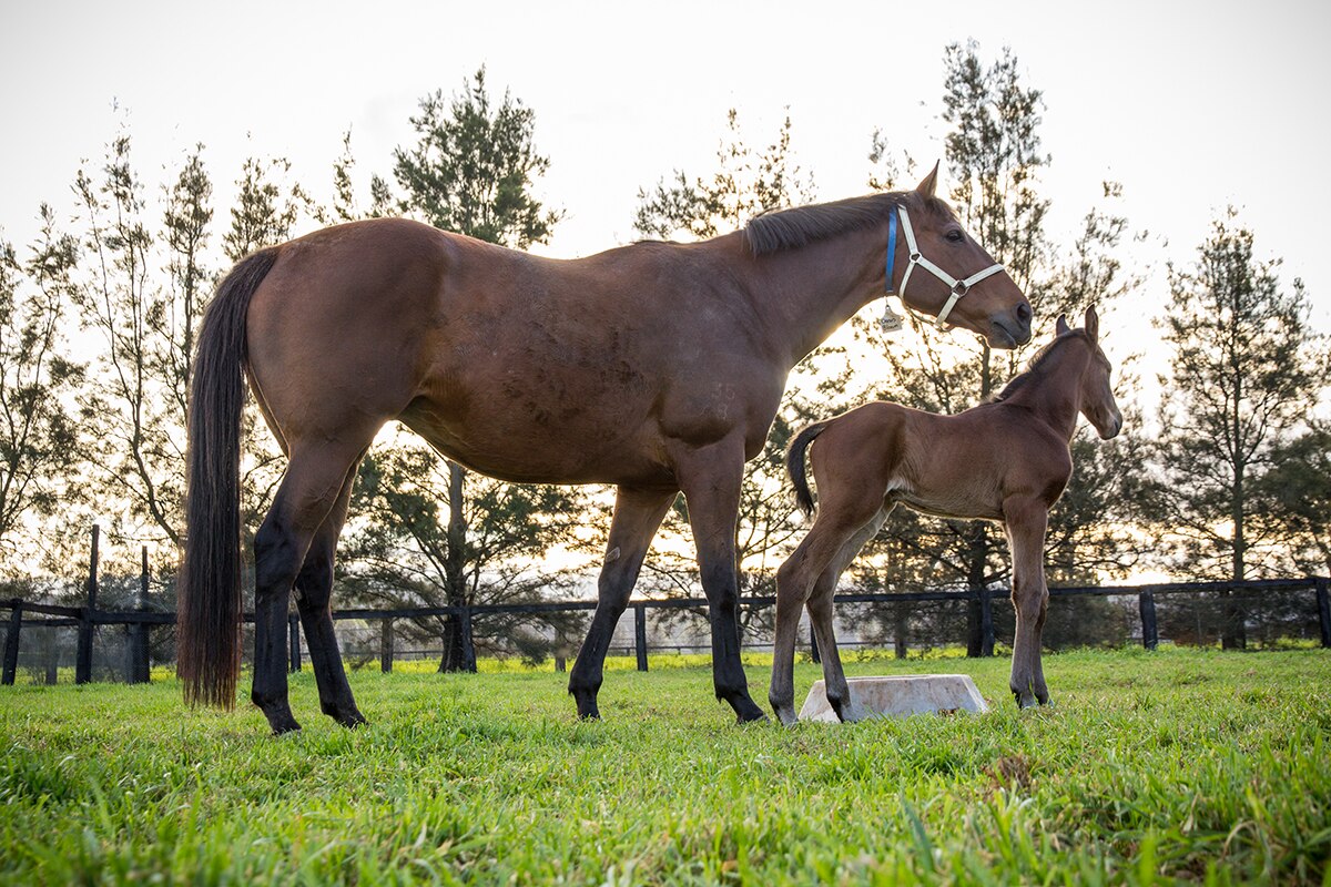 Every cover counts: a day in the life of a Hunter Valley horse stud ...