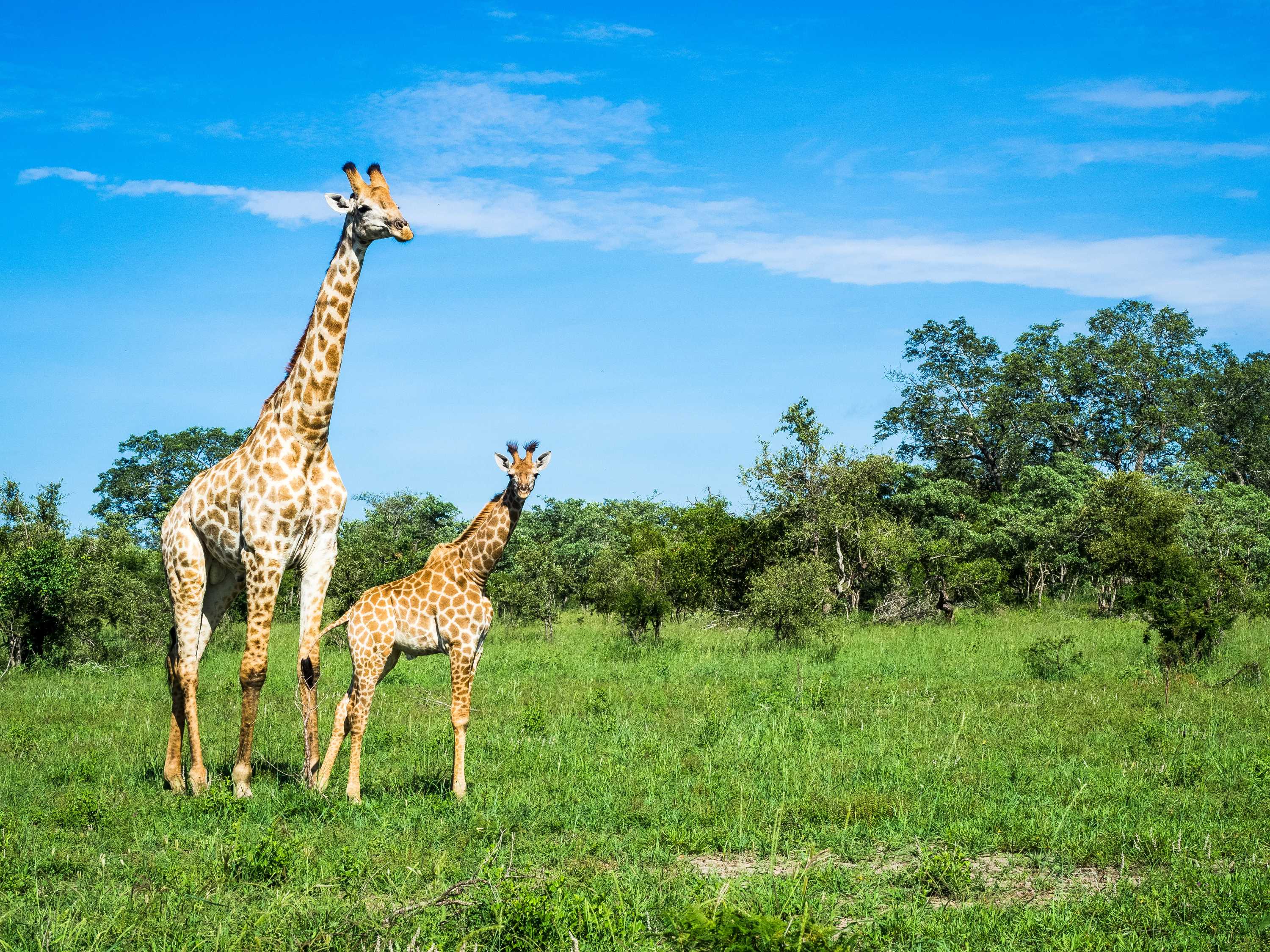 New baby giraffe born at Mogo Zoo - ABC listen