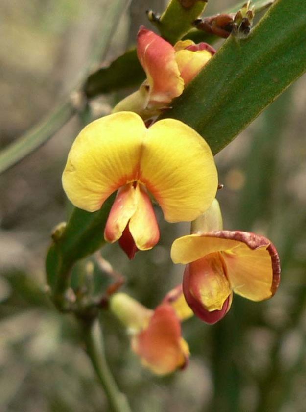 TBG Secrets of Propagation - ABC Adelaide