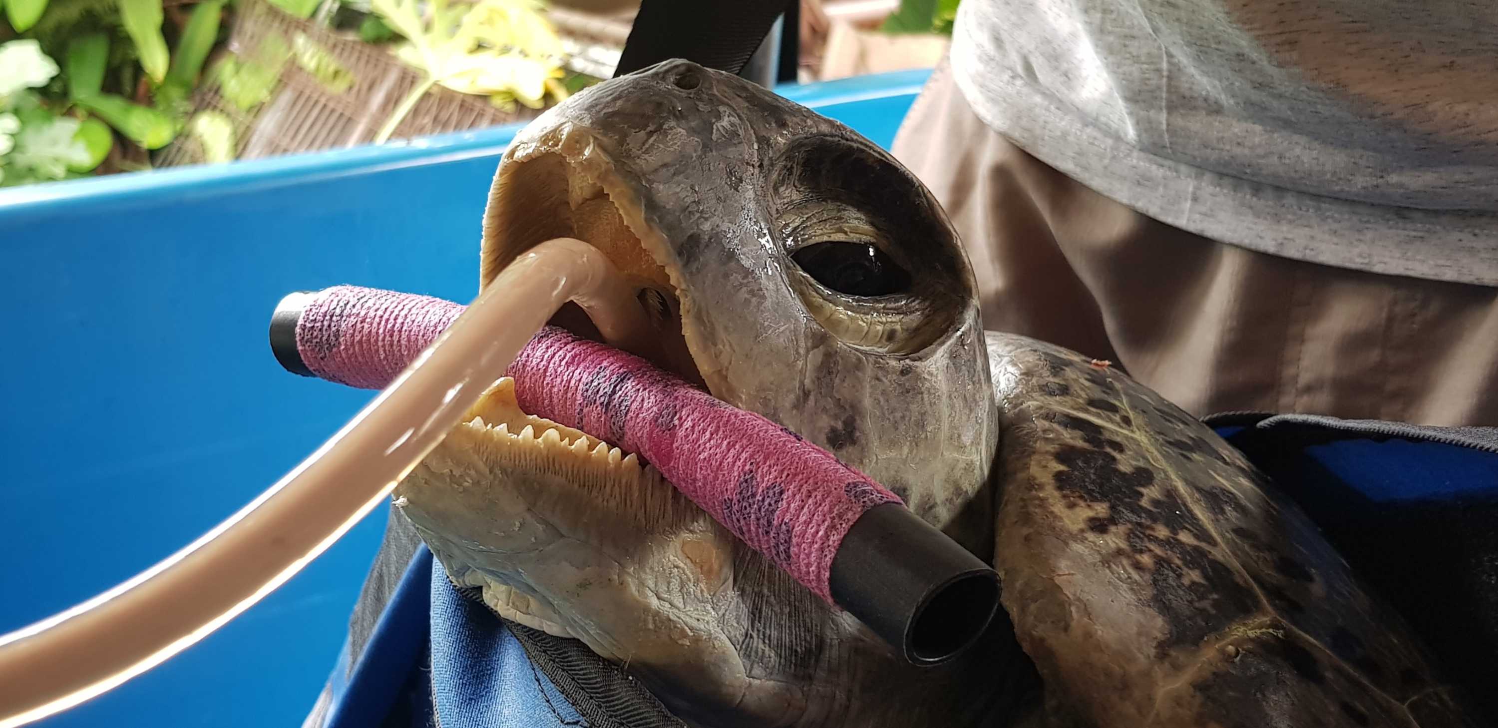 Arnie the turtle found with 'floaters syndrome.' A condition that ...