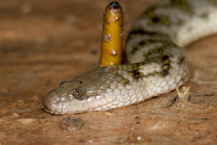 Only known habitat of Broome mangrove snake approved for clearing by WA ...