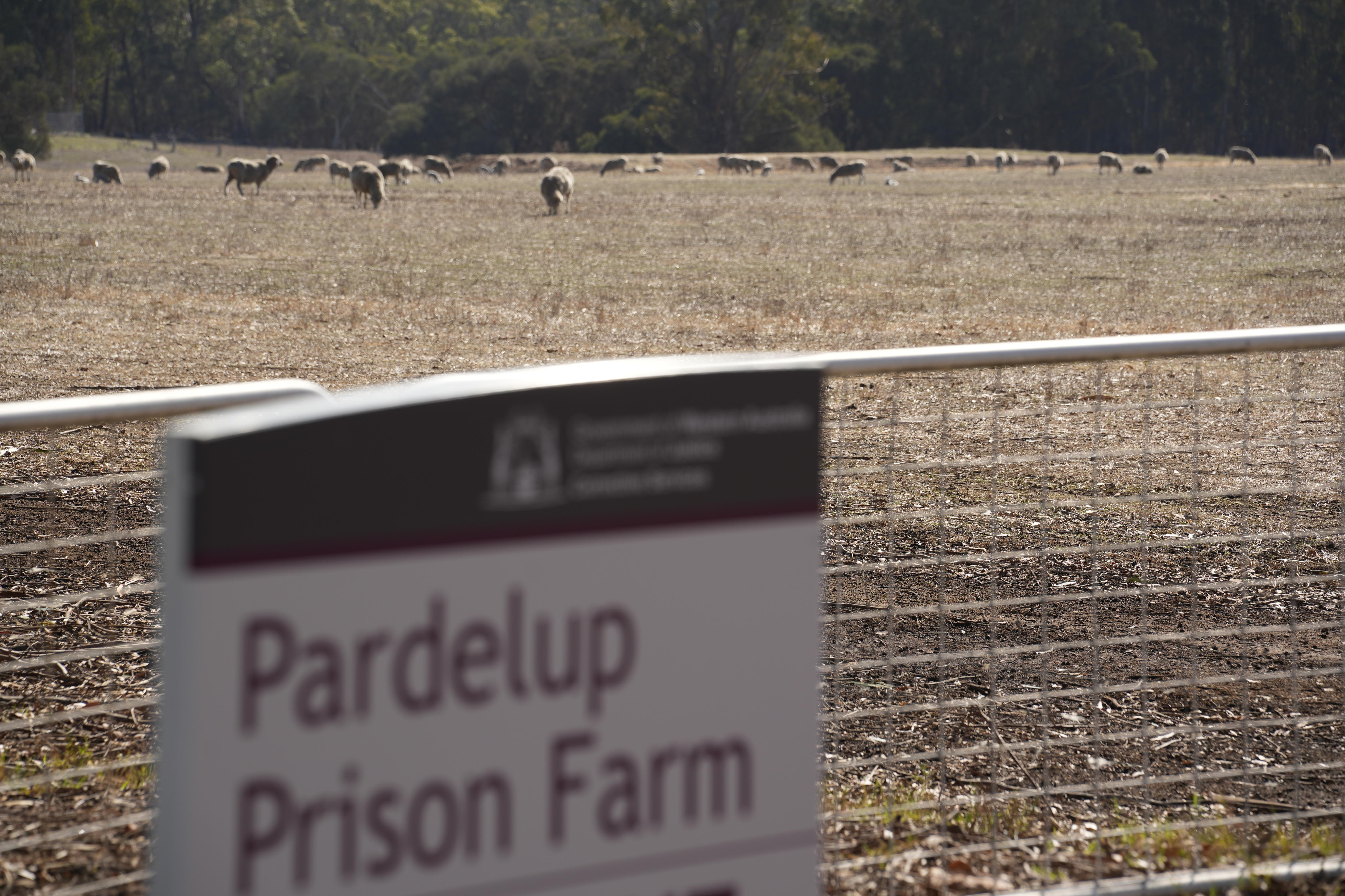 Viticulturist uses former prison farm workers to fill labour gap in Mt ...