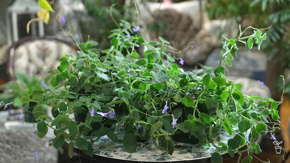 Get to Know Gesneriads - Gardening Australia