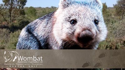 Wombat Worries - Behind The News