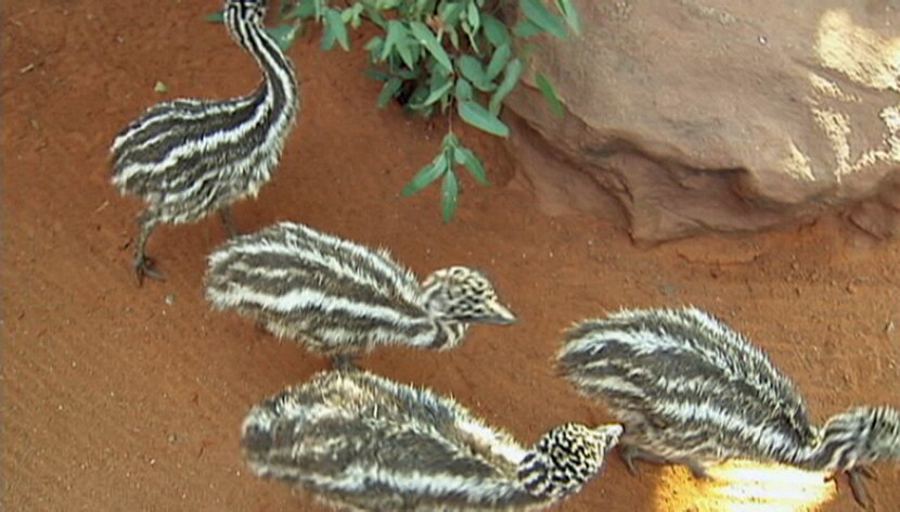 Baby emus leave prison - ABC News