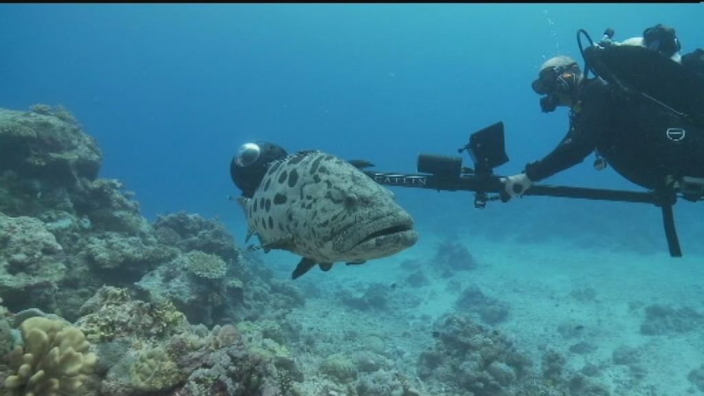 Google launches first underwater 'Street View' of Great Barrier Reef ...