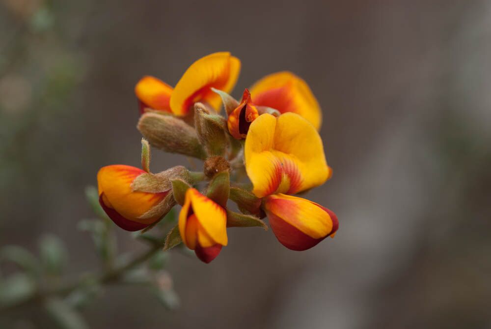 Botanist Meredith Cosgrove's photographic native plant guide encourages ...