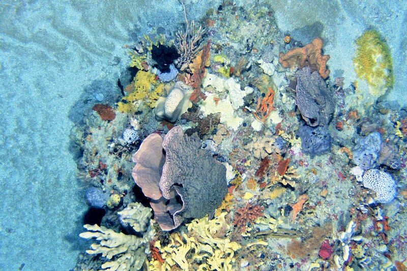 Bass Strait marine reserve home to unexpected numbers of Port Jackson ...