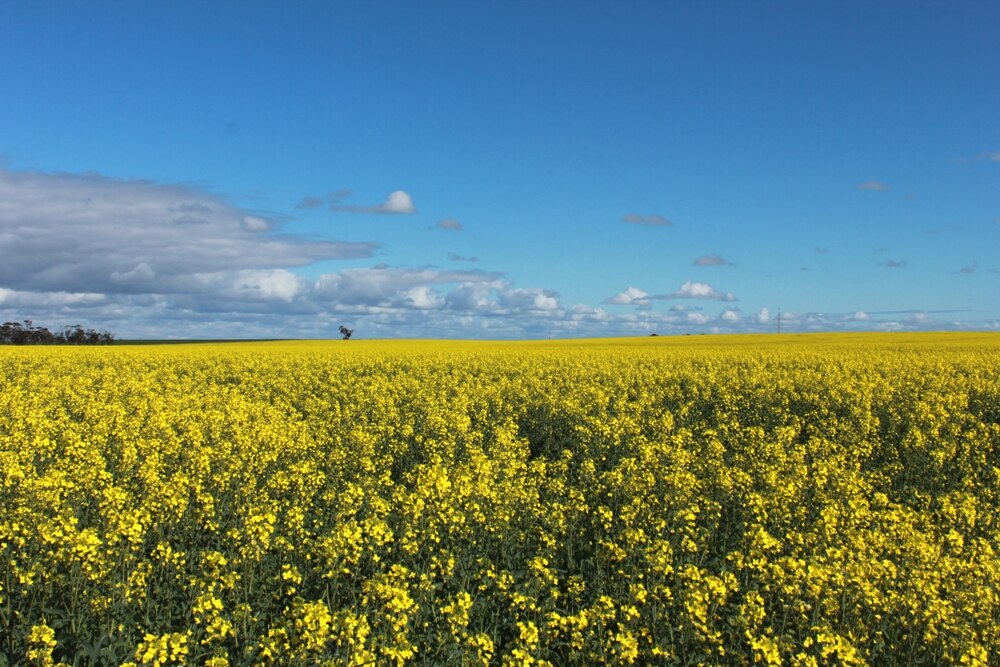 Spot on the map: Pinnaroo, South Australia - ABC listen