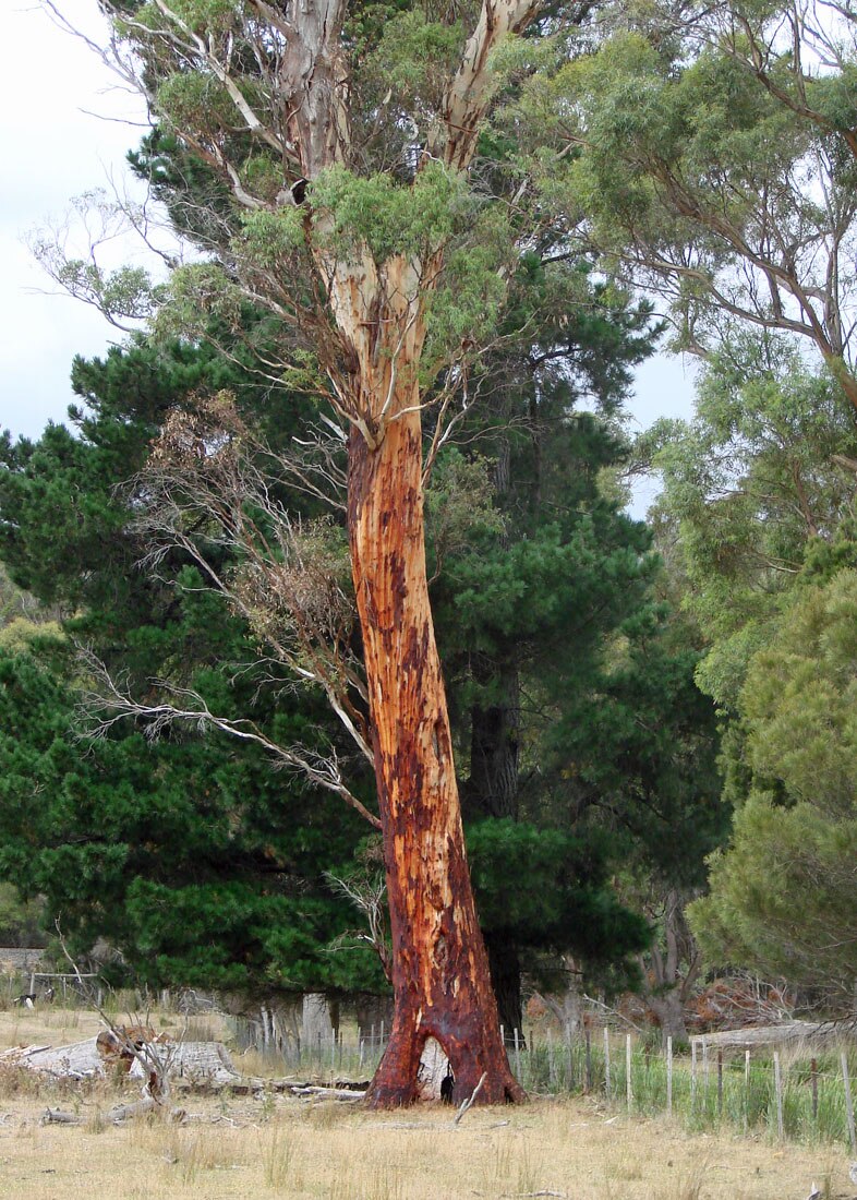 Extreme heat causing ginger syndrome in eucalypts - ABC News
