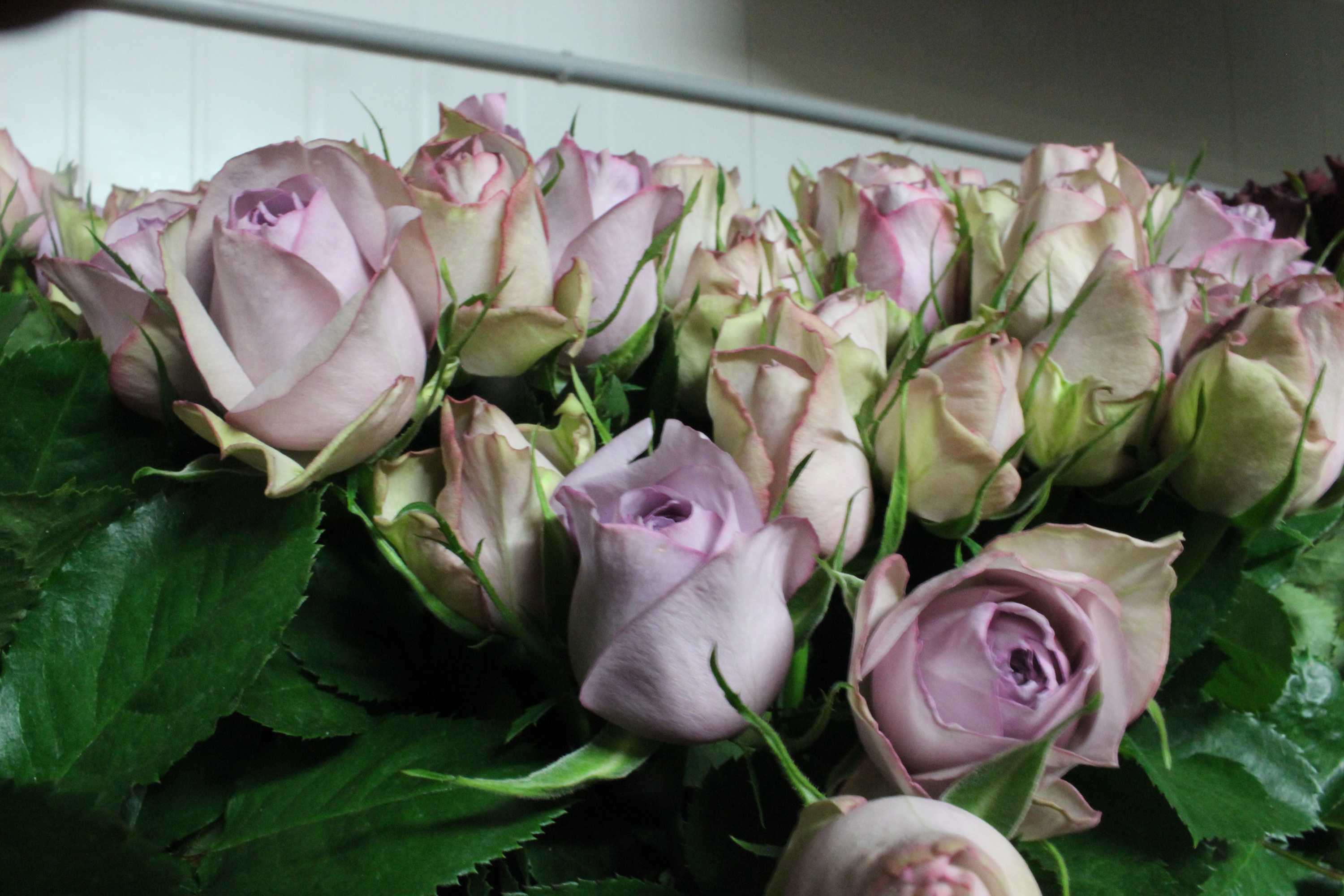 See what one million roses look like, on Australia's most romantic farm ...