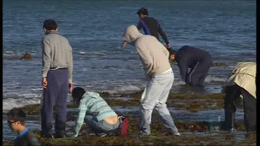 Opening of abalone season attracts crowds - ABC News