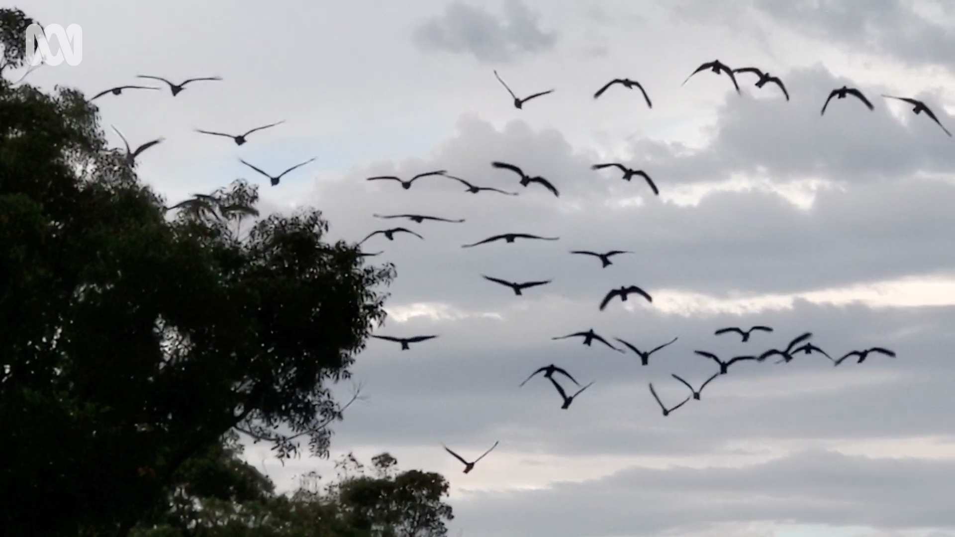 A flock of Carnaby's black cockatoos near Albany on WA's south coast ...