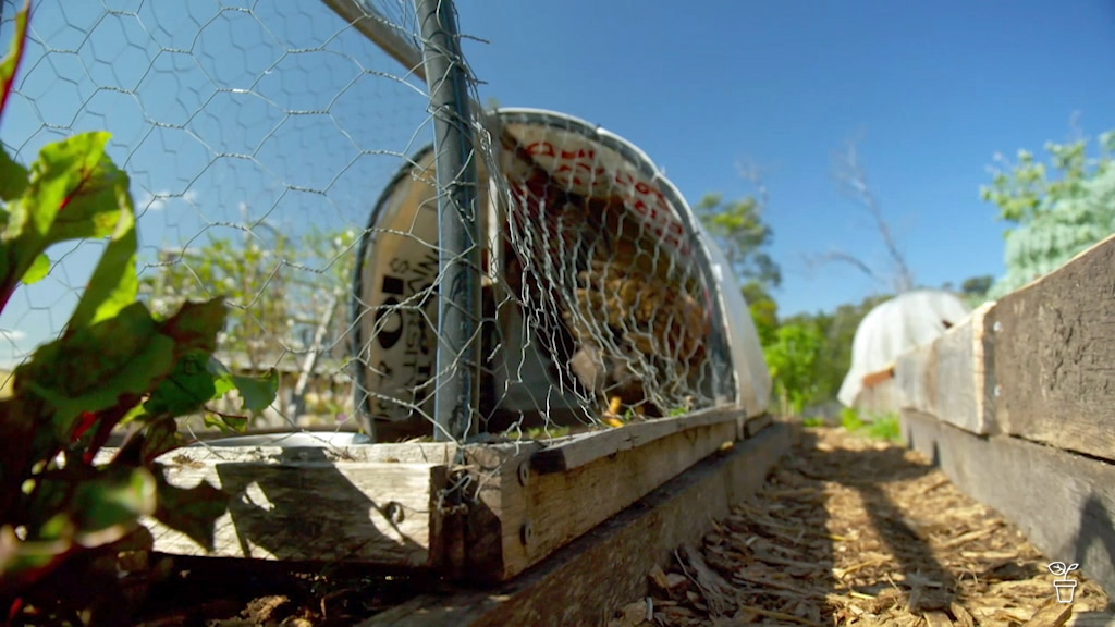 Chook Tractor - Gardening Australia