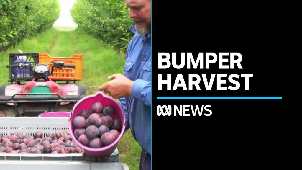 Queensland farmers embrace a bumper harvest ready for festive tables ...