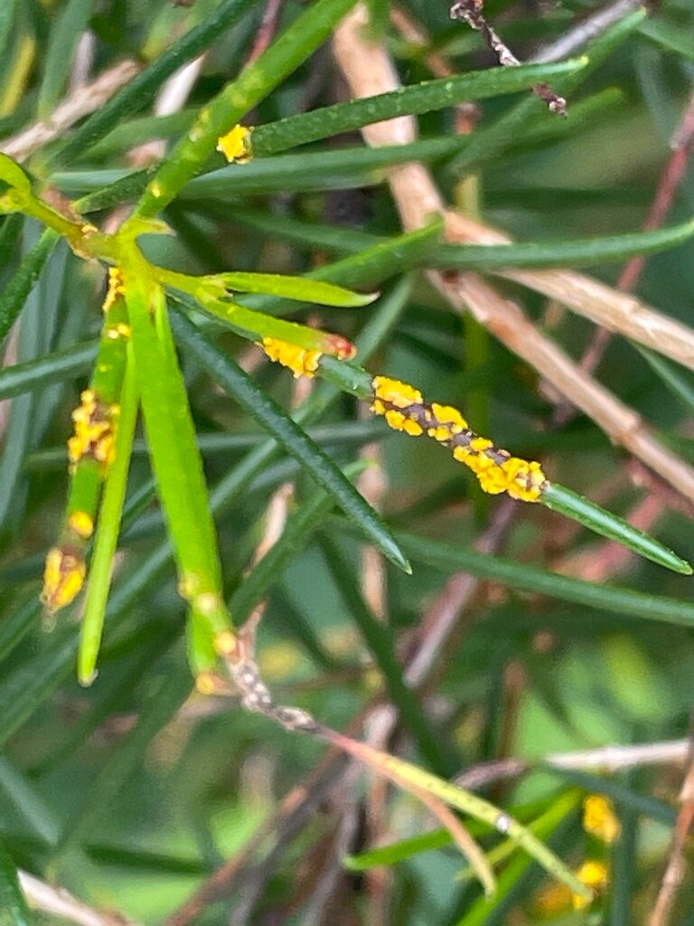Invasive plant pathogen myrtle rust detected at National Museum of ...