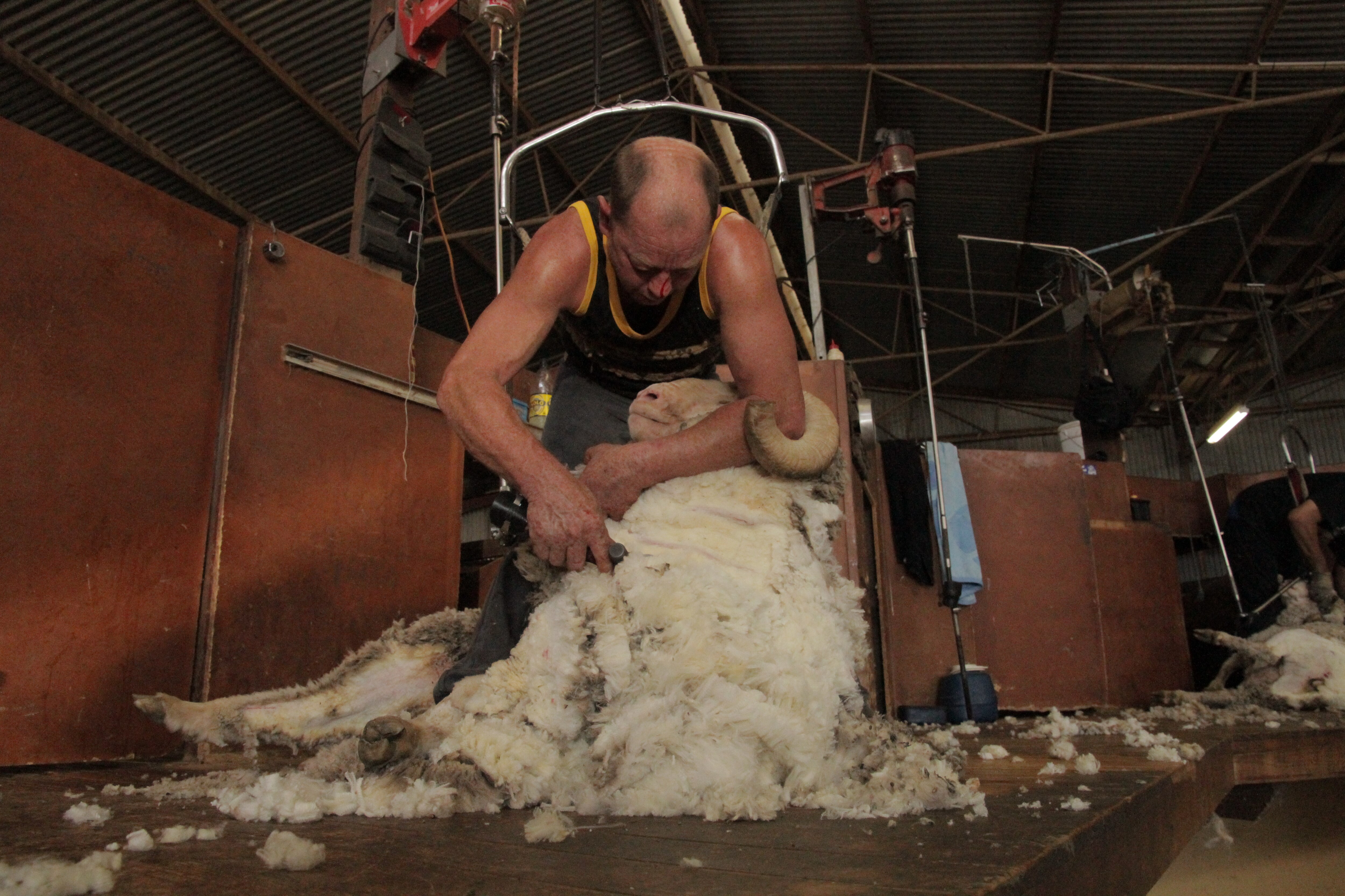The Shearing Game - ABC listen