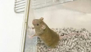 Who nose how mice get their hearing back? - ABC News