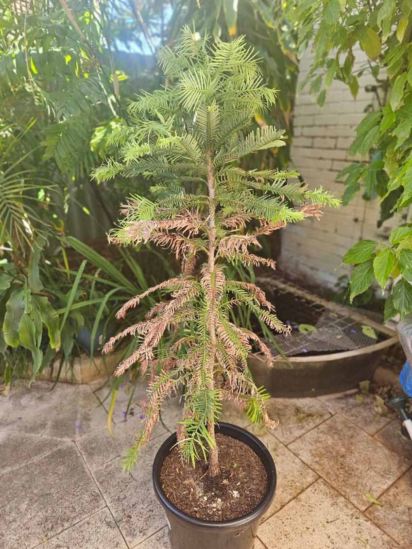 Roots and Shoots with Amber Cunningham and Sabrina Hahn - ABC listen