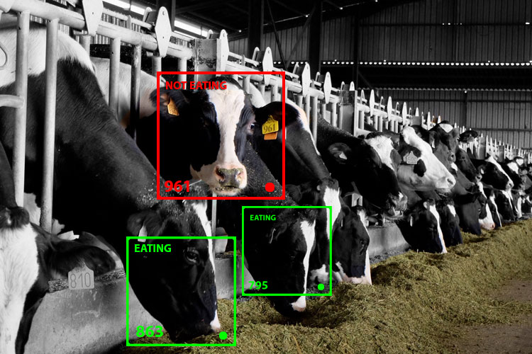 Caught on camera: How Cainthus is looking to transform livestock ...