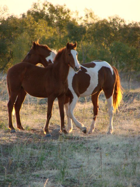 Horse and donkey cull planned for Aboriginal land in Top End - ABC News