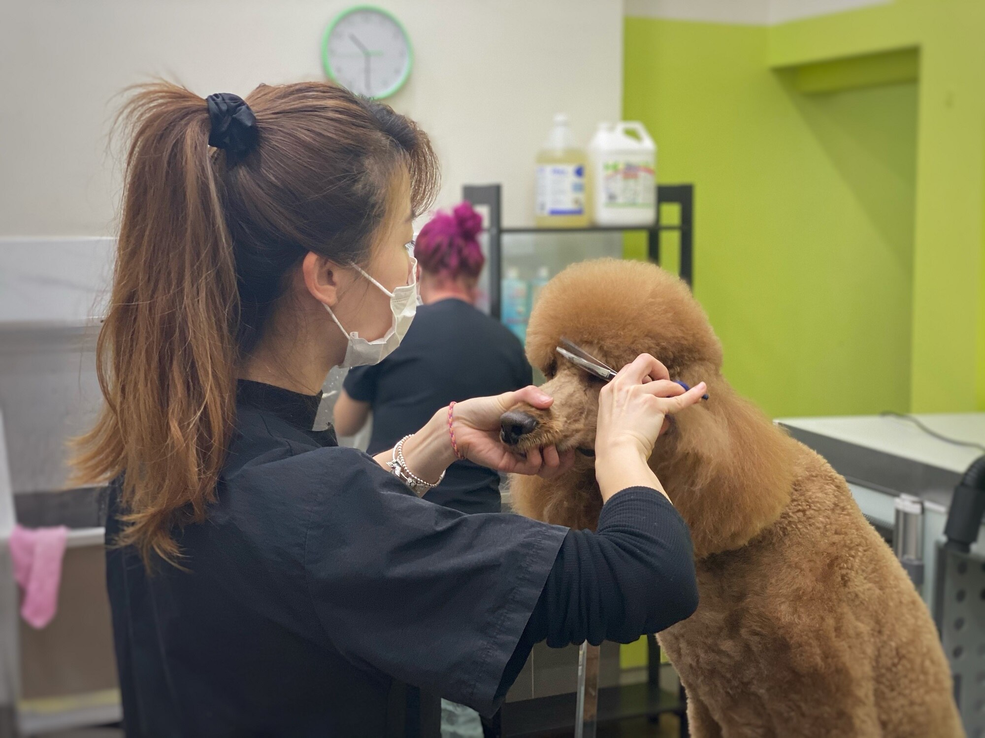 Do you prefer pets to people? So do about a third of Australians ...