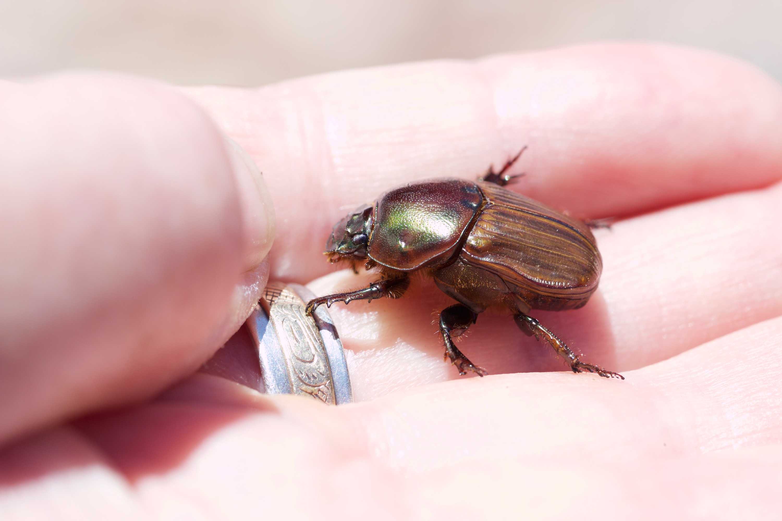 Eat poo, have sex and die happy as a beetle in dung - ABC listen