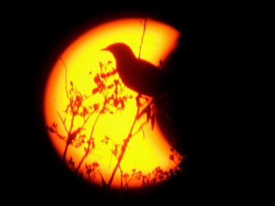 Eclipse sweeps dark path over Africa and Middle East - ABC News