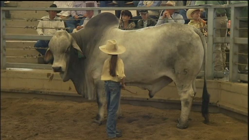 Biggest bull auction kicks off in Rockhampton - ABC News