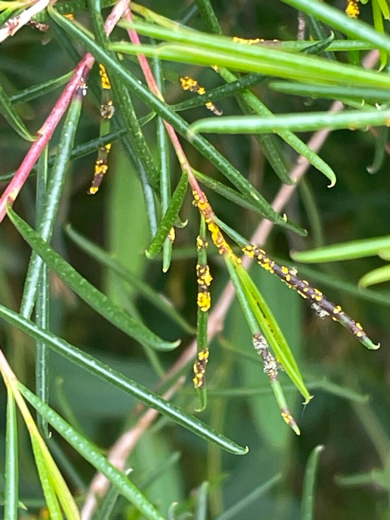 Invasive plant pathogen myrtle rust detected at National Museum of ...