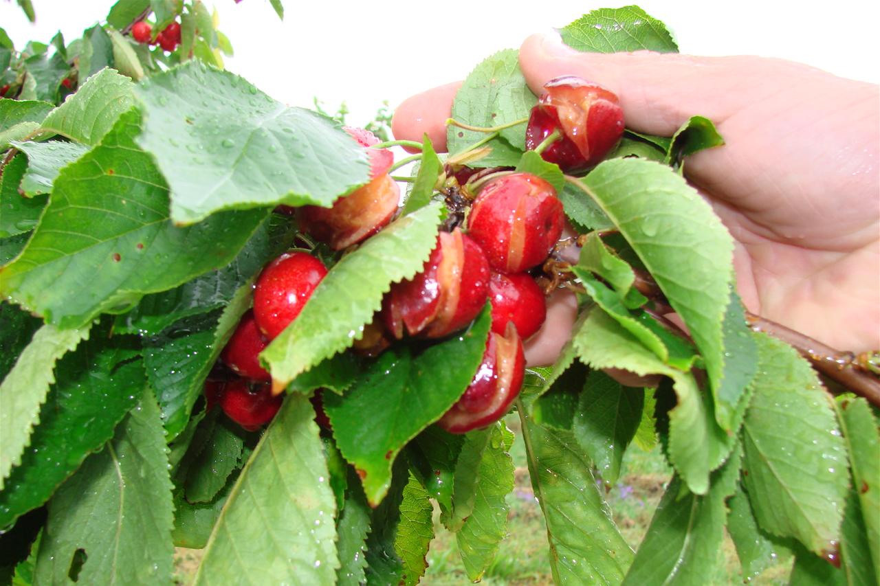 Tough times for horticulture - ABC News