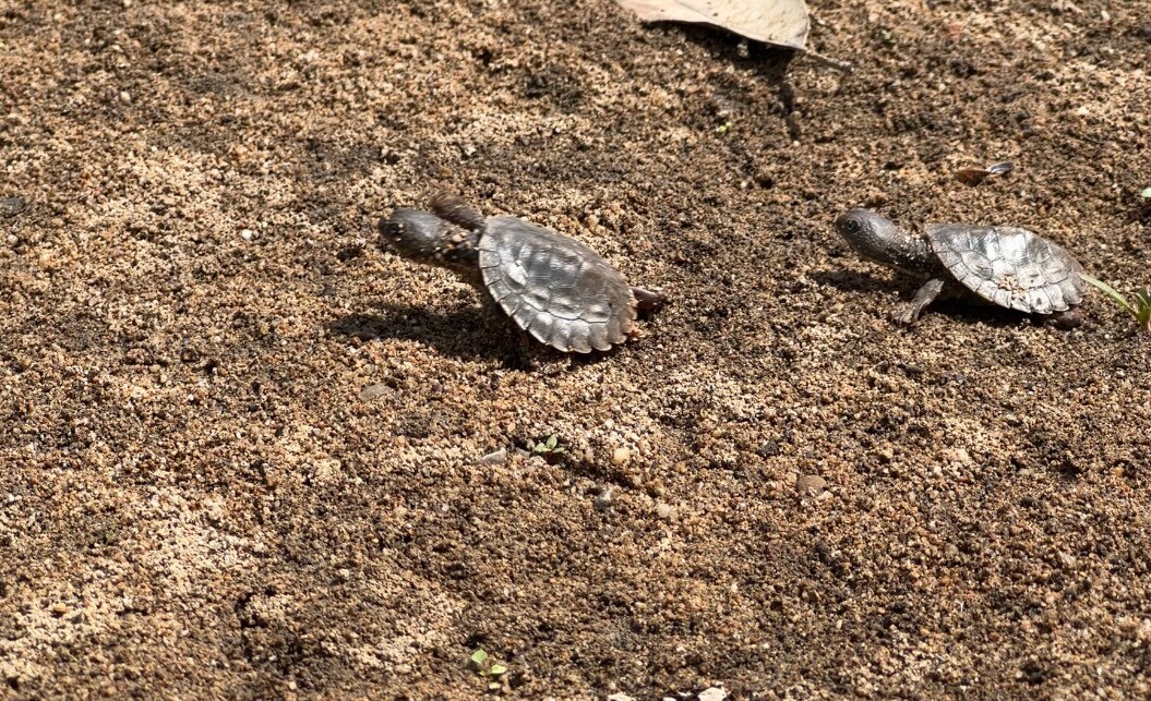 Cooler temperatures could influence endangered Mary River turtle ...