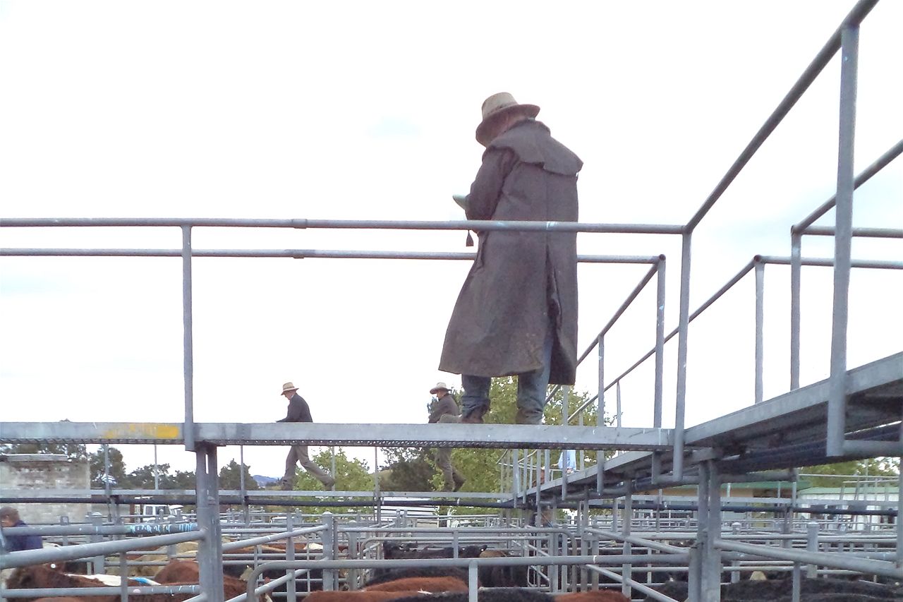 Spring rain is critical for cattle producers across southeast Australia ...