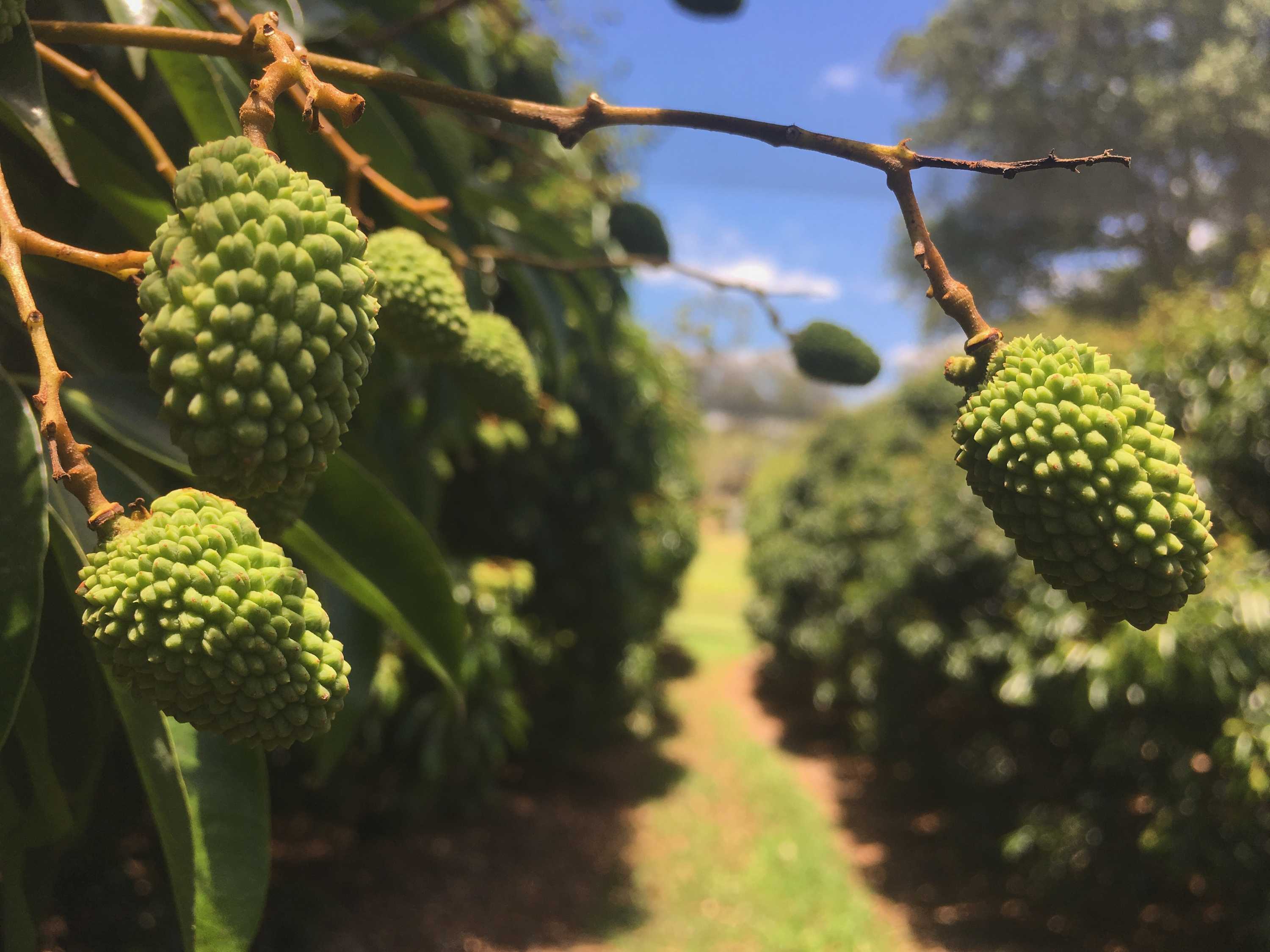Australian lychee industry triumphant as it cracks United States market ...