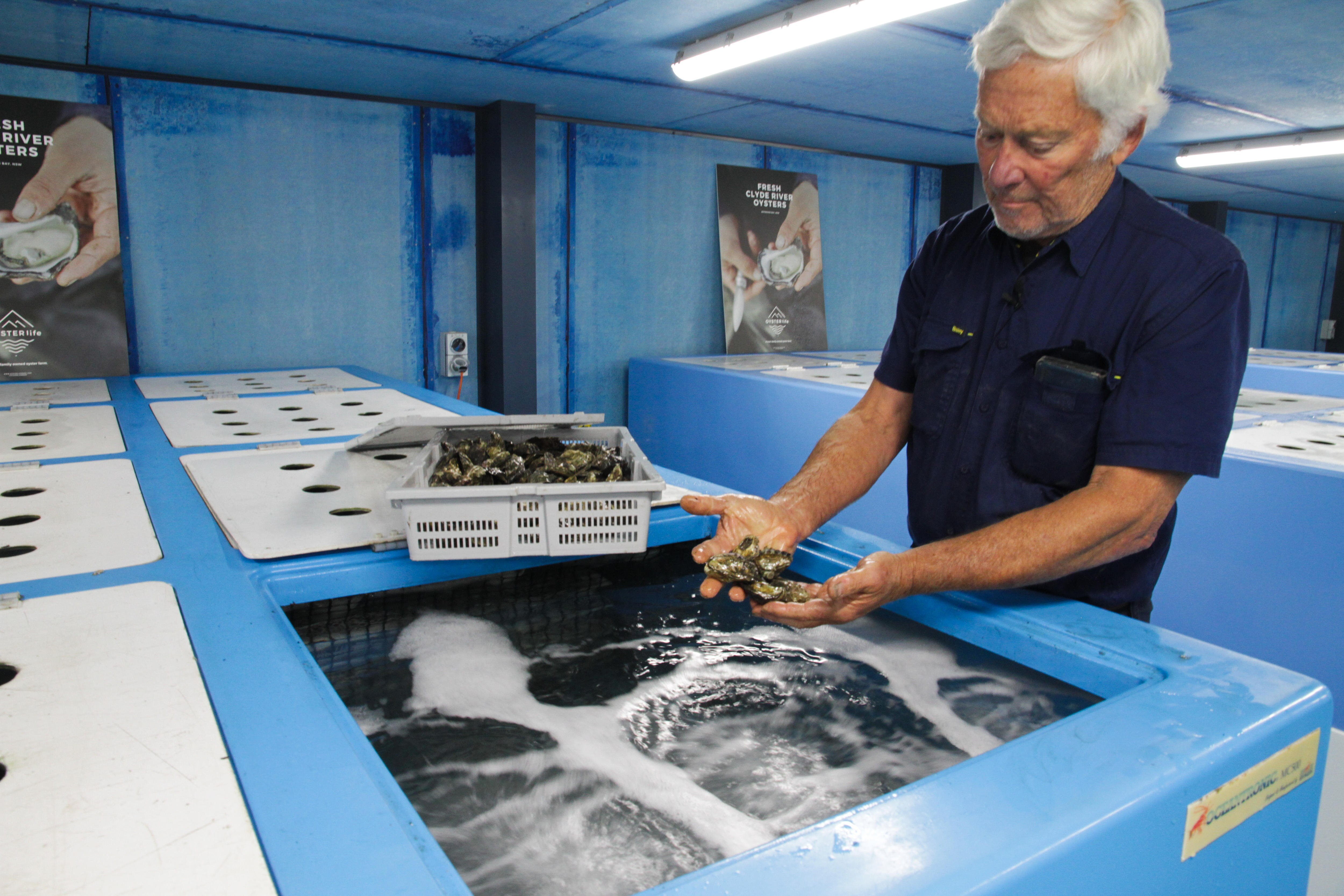Wet storage tanks a popular choice for NSW South Coast oyster farmers ...
