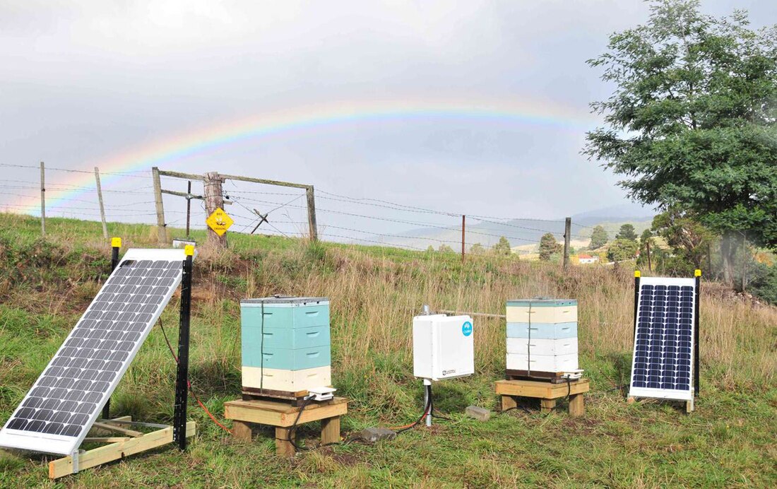 Bee-powered technology uncovers sub-lethal effects of pesticides - ABC News