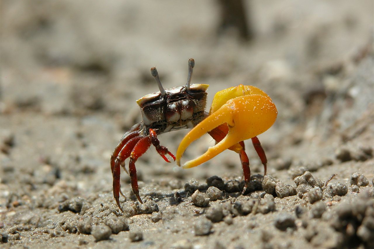 Studying fiddler crabs at East Point Reserve - ABC News