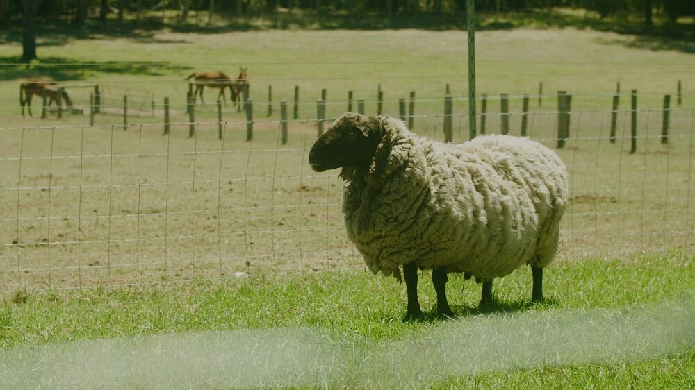 Rogue unshorn ram 'Rambo' finds new home with Capel animal lover Marc ...
