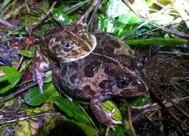 Spring frogs breeding up to six weeks earlier due to warming Canberra ...
