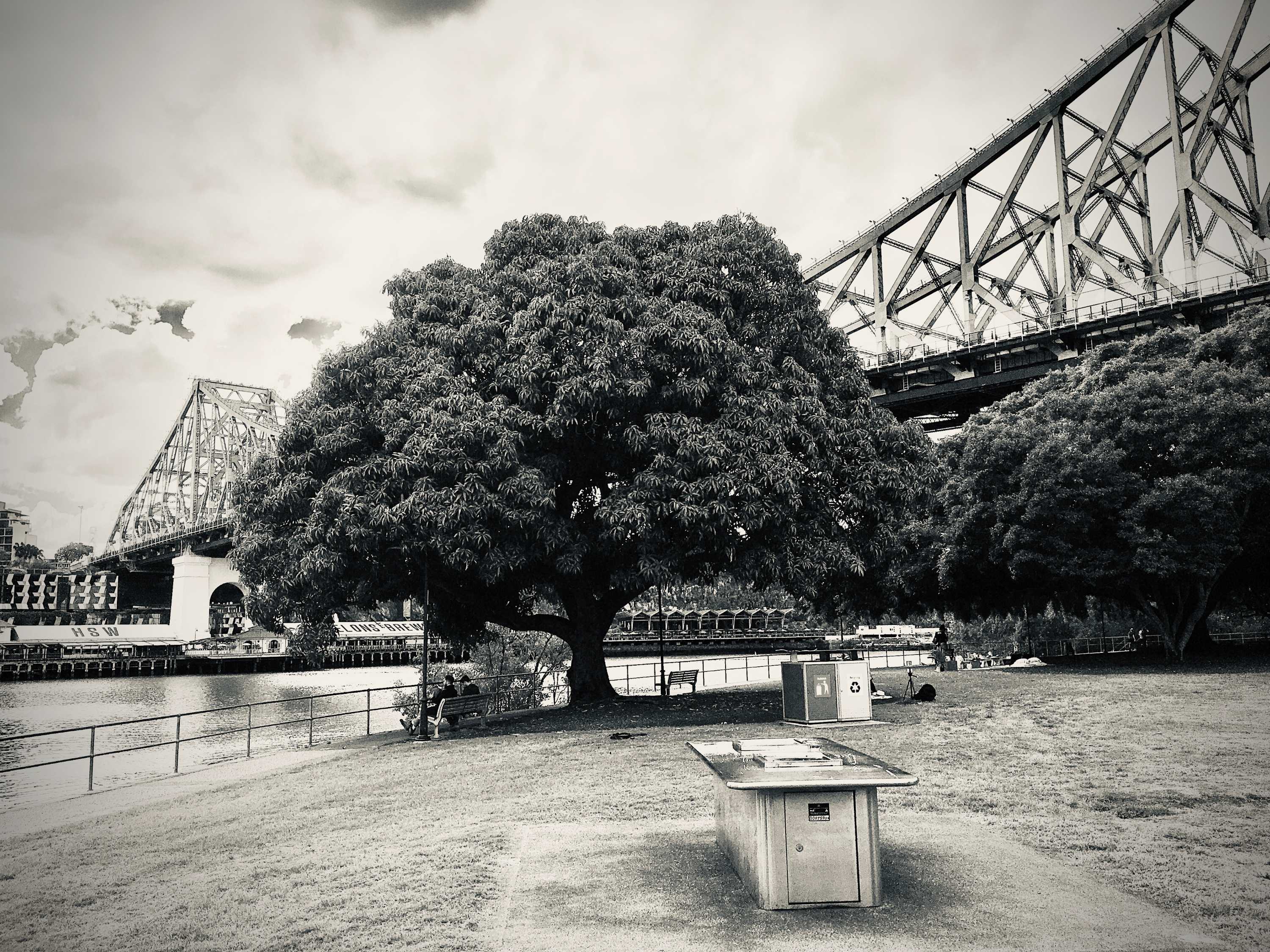 What's your favourite tree in Brisbane? - ABC listen