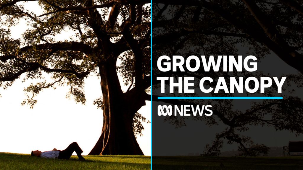 Inner-city Sydney to get thousands of new trees - ABC News