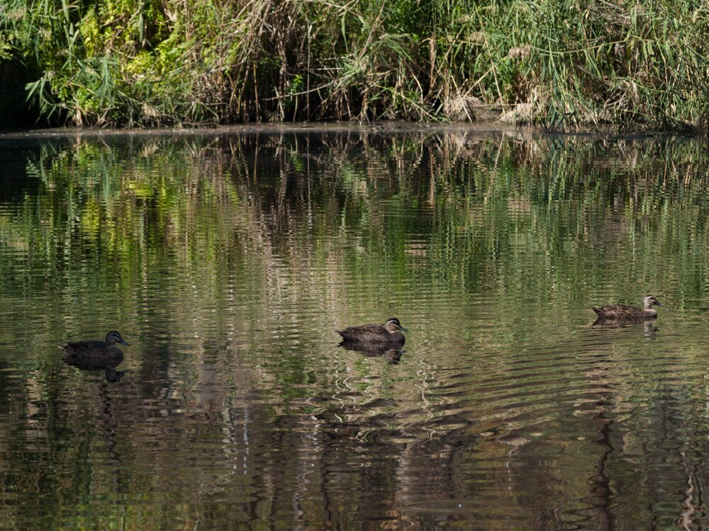 Hundreds of flocking ducks creating headaches for Adelaide's Urrbrae ...