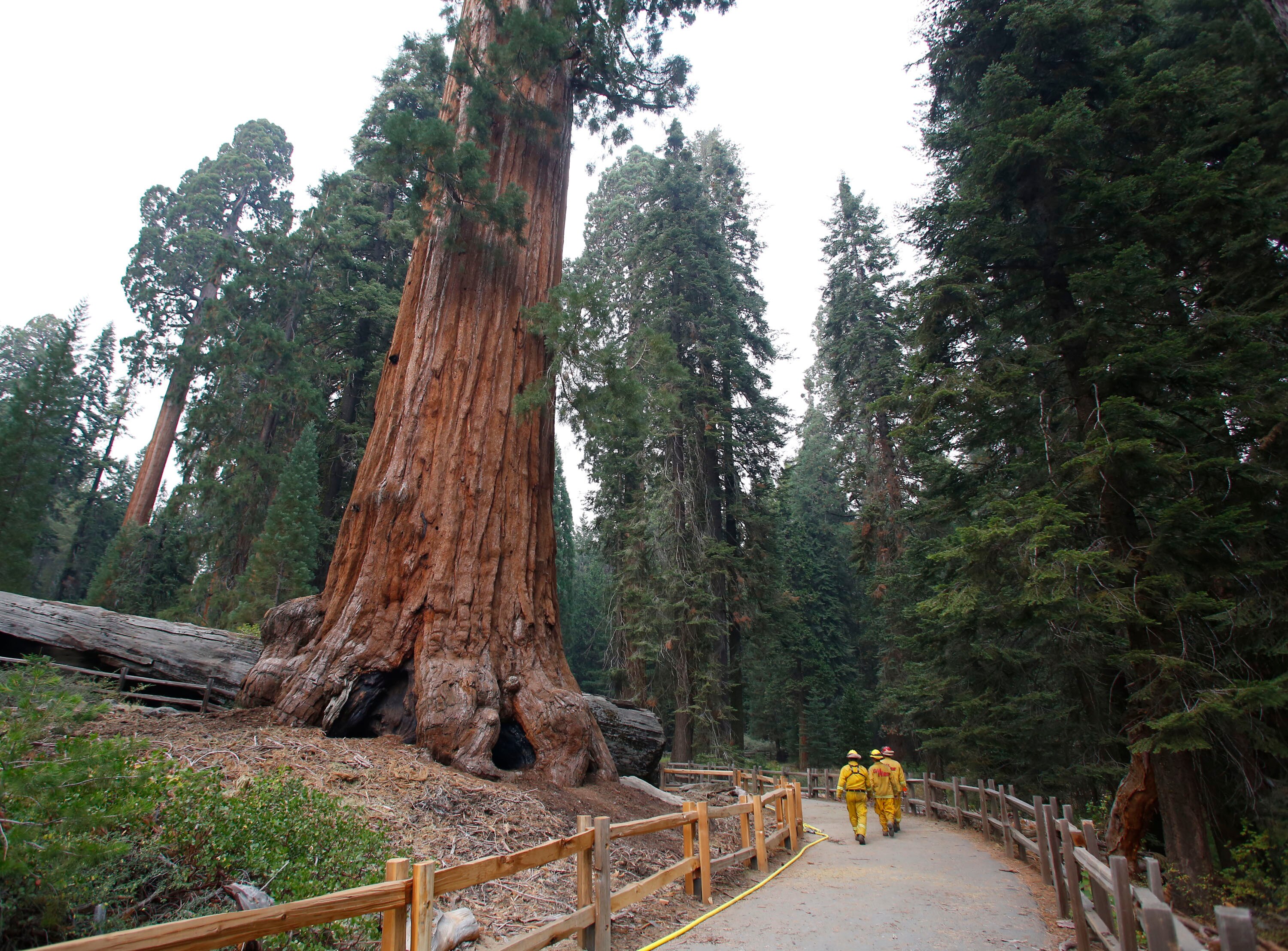 Botanist claims Californian redwood 'world's tallest tree' - ABC News
