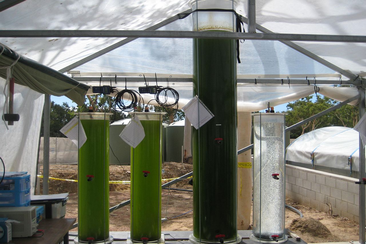 Micro-algae - future fuel for rural Australia - ABC News