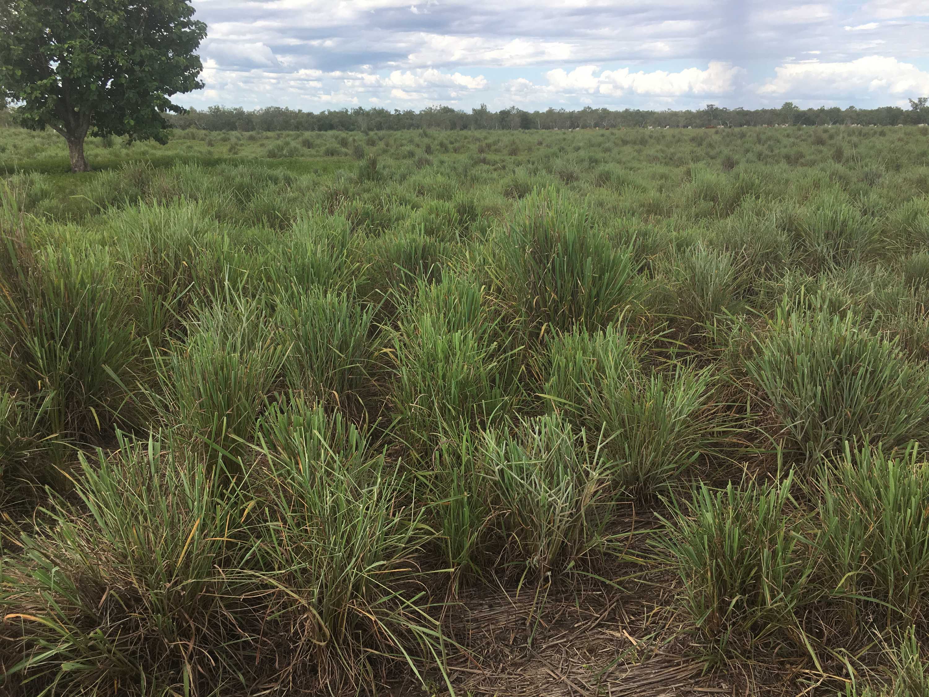 NT Country Hour - ABC listen