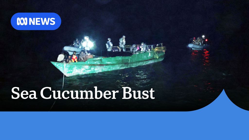 Largest ever haul of illegally fished sea cucumbers seized off NT coast ...